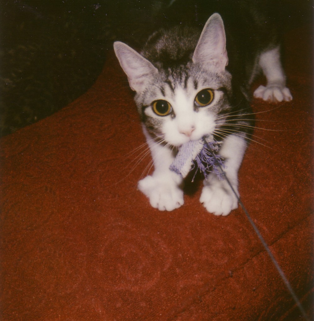 Five Easy New Year’s Resolutions for Cat Owners