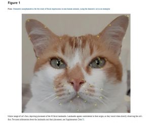 Cat facial expressions are affected by breed: Why there are ...