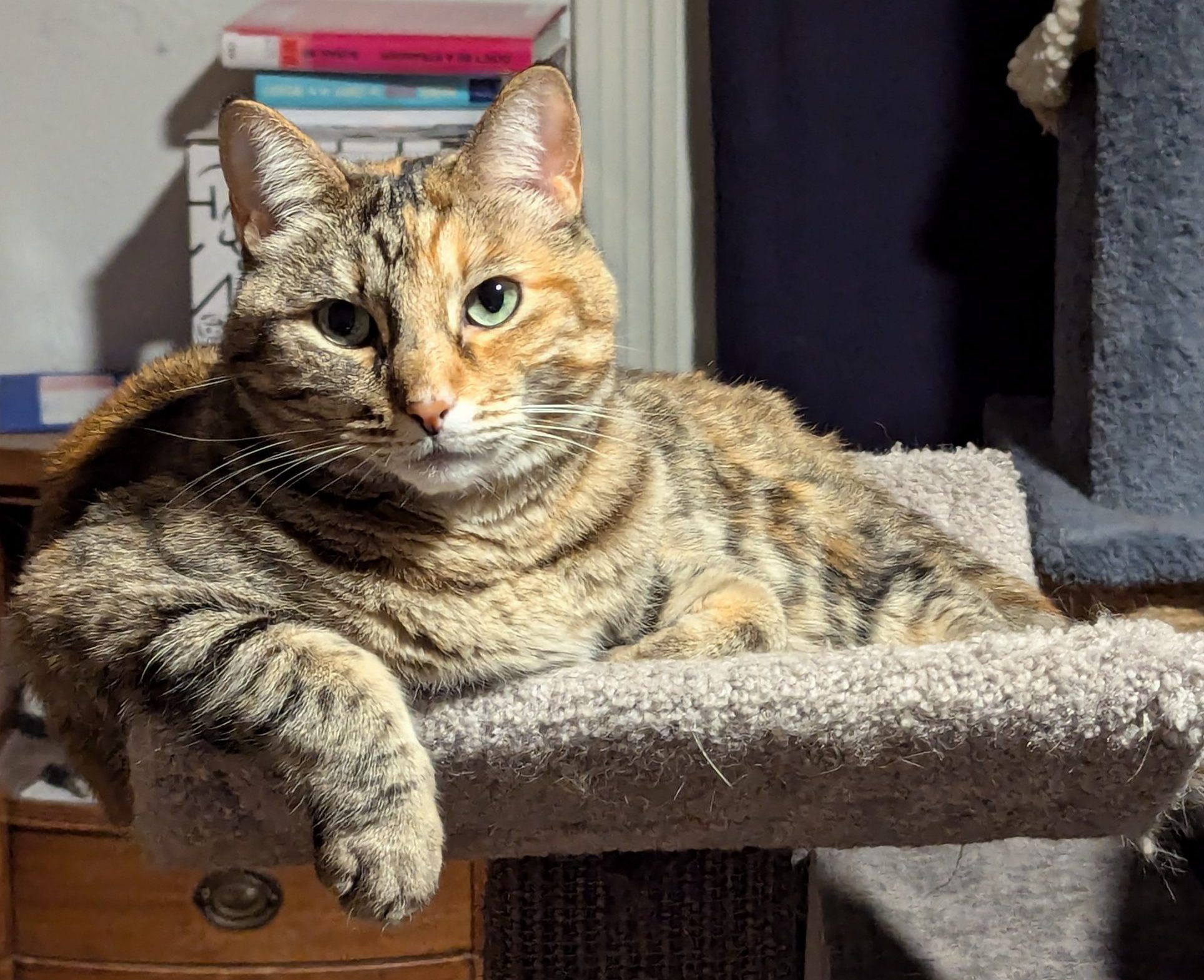 Do social cats have better problem-solving skills?