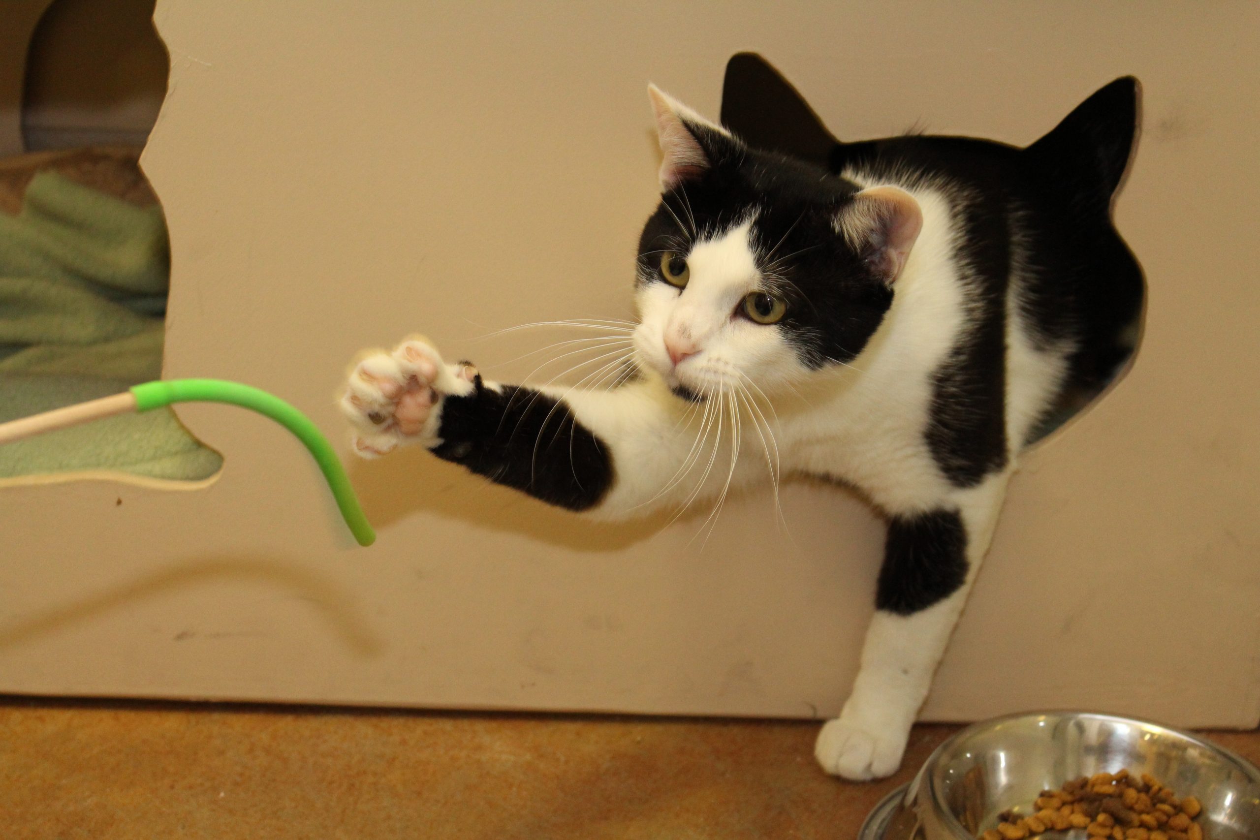 Using science to encourage humans to play with their cat! - Part 1