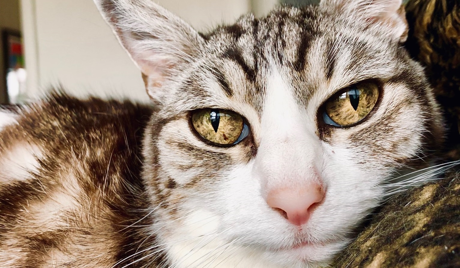 Helping the aging cat: Understanding frailty